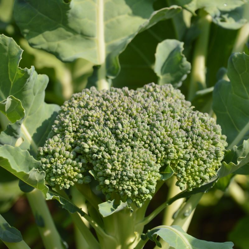 BROCOLI GOLIATH BIO 50 SEMENCES - La Manne – L’épicerie santé