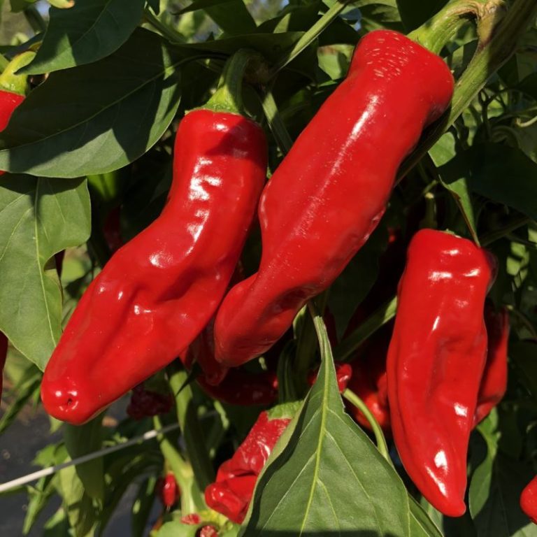 PIMENT CHORICERO BIO 20 SEMENCES - La Manne – L’épicerie santé